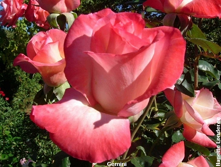 The Full Scoop About Fertilizers - Marin Rose Society