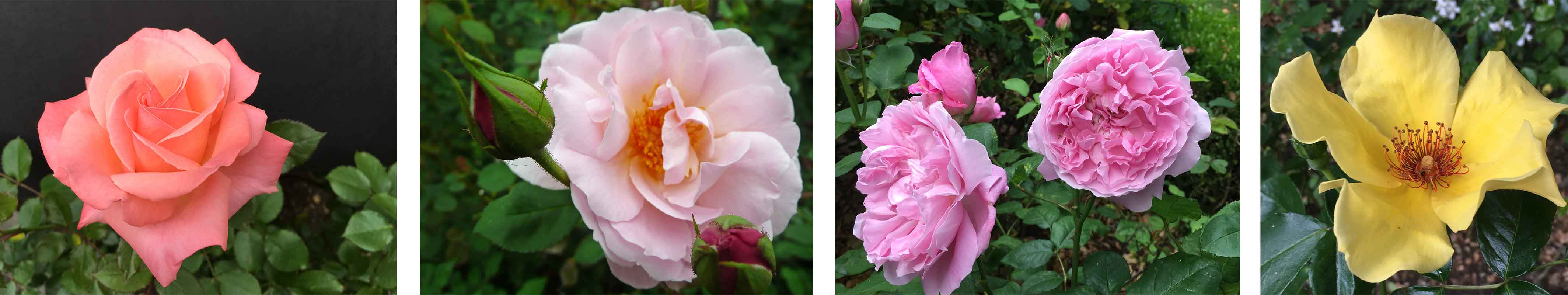 About - Marin Rose Society