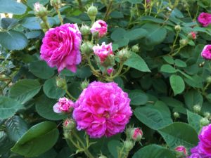 Types - Marin Rose Society