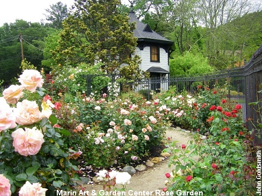 It's Tea time for Your Roses! - Marin Rose Society
