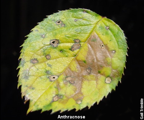 Antracnose - Marin Rose Society