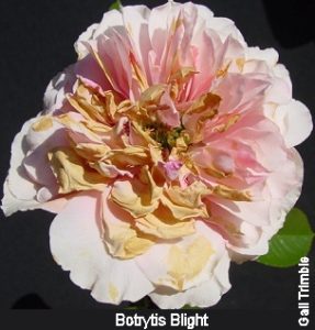 Botrytis Blight - Marin Rose Society