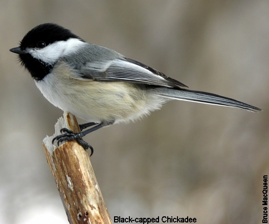 Birds - Marin Rose Society