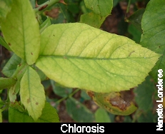 Chlorosis - Marin Rose Society