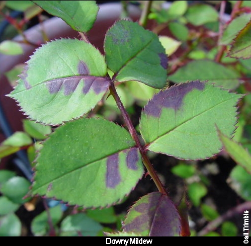 Downy Mildew - Marin Rose Society