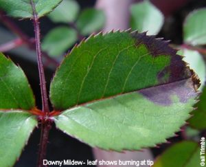 Downy Mildew - Marin Rose Society