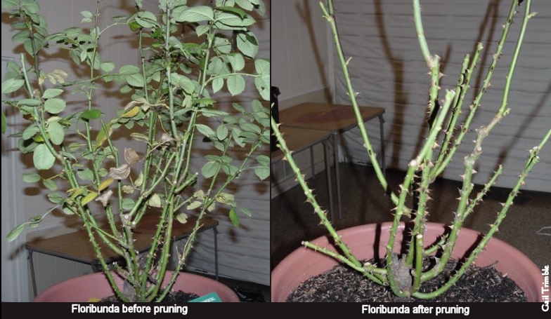 Pruning Roses - Marin Rose Society