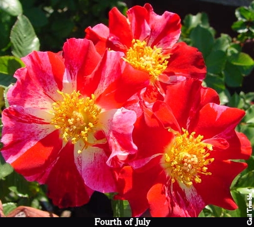 Incredible Climbing Roses - Marin Rose Society