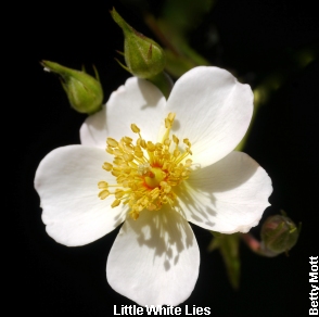 Miniature Roses - Marin Rose Society