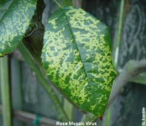 Rose Mosaic Virus - Marin Rose Society