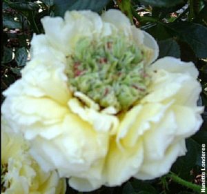 Phyllody - Marin Rose Society
