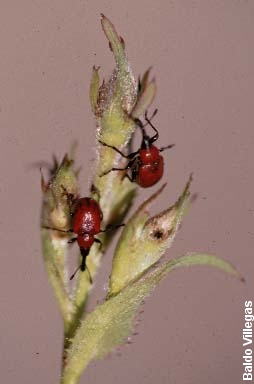 Rose Curculios - Marin Rose Society