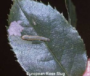 Rose Slugs - Marin Rose Society