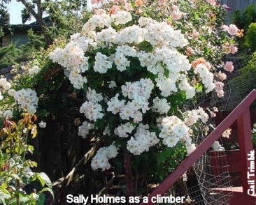 Dozens of Wonderful Disease Resistant Roses - Marin Rose Society