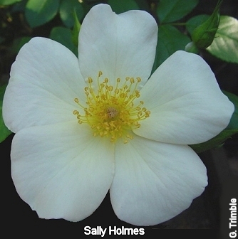Dozens of Wonderful Single Roses - Marin Rose Society
