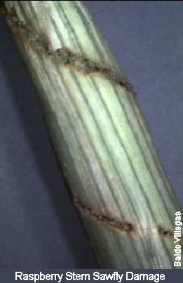 Cane Borers - Marin Rose Society