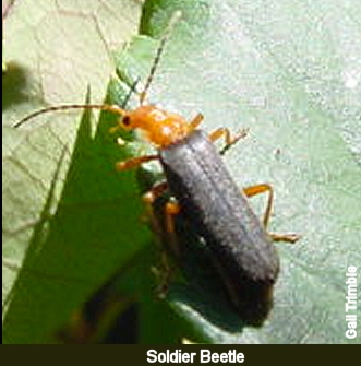 Soldier Beetles - Marin Rose Society