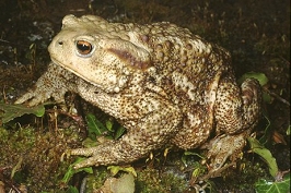 Toads - Marin Rose Society