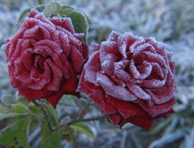 Getting Your Roses Ready for Winter - Marin Rose Society