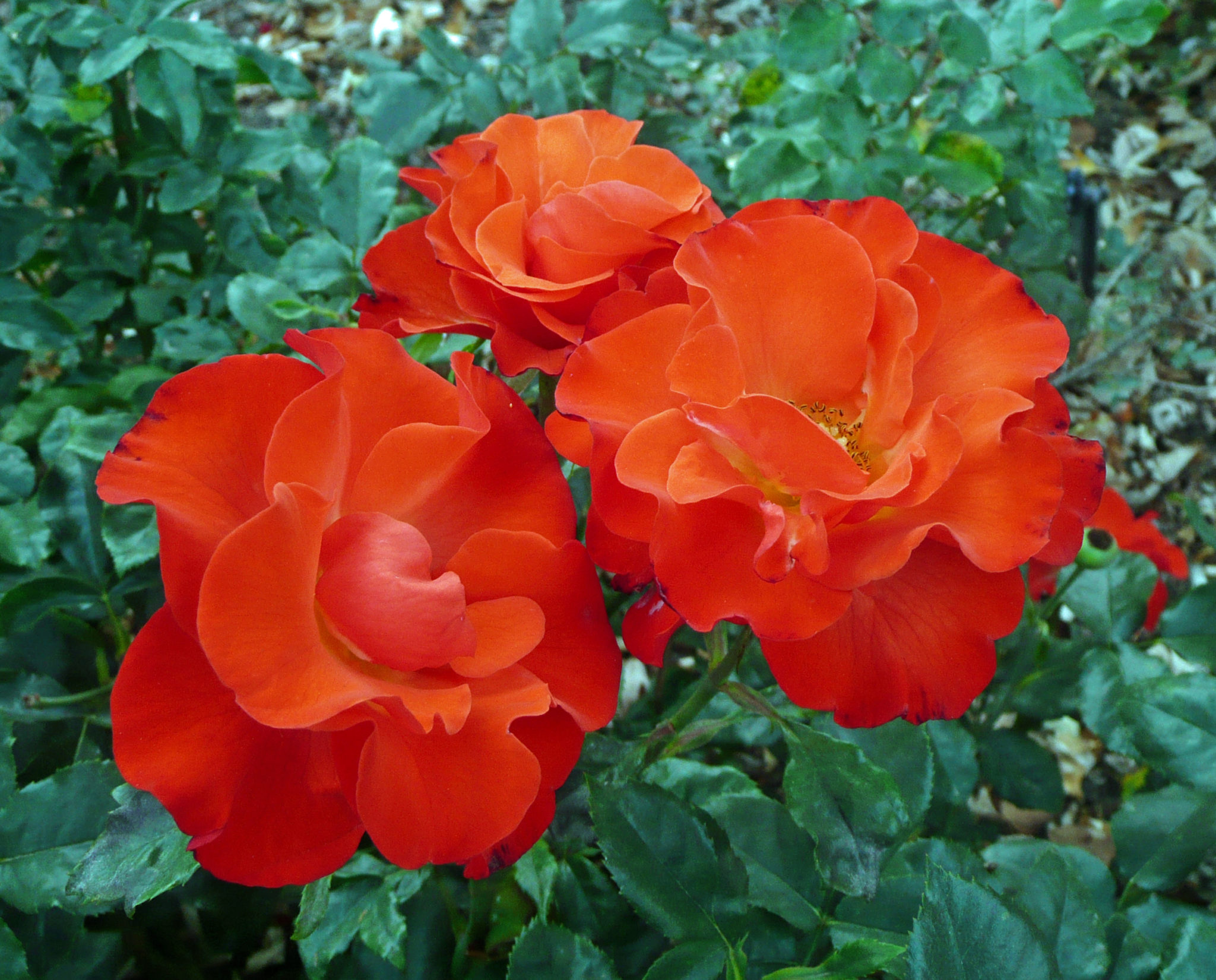 A Dozen Wonderful Orange Roses - Marin Rose Society