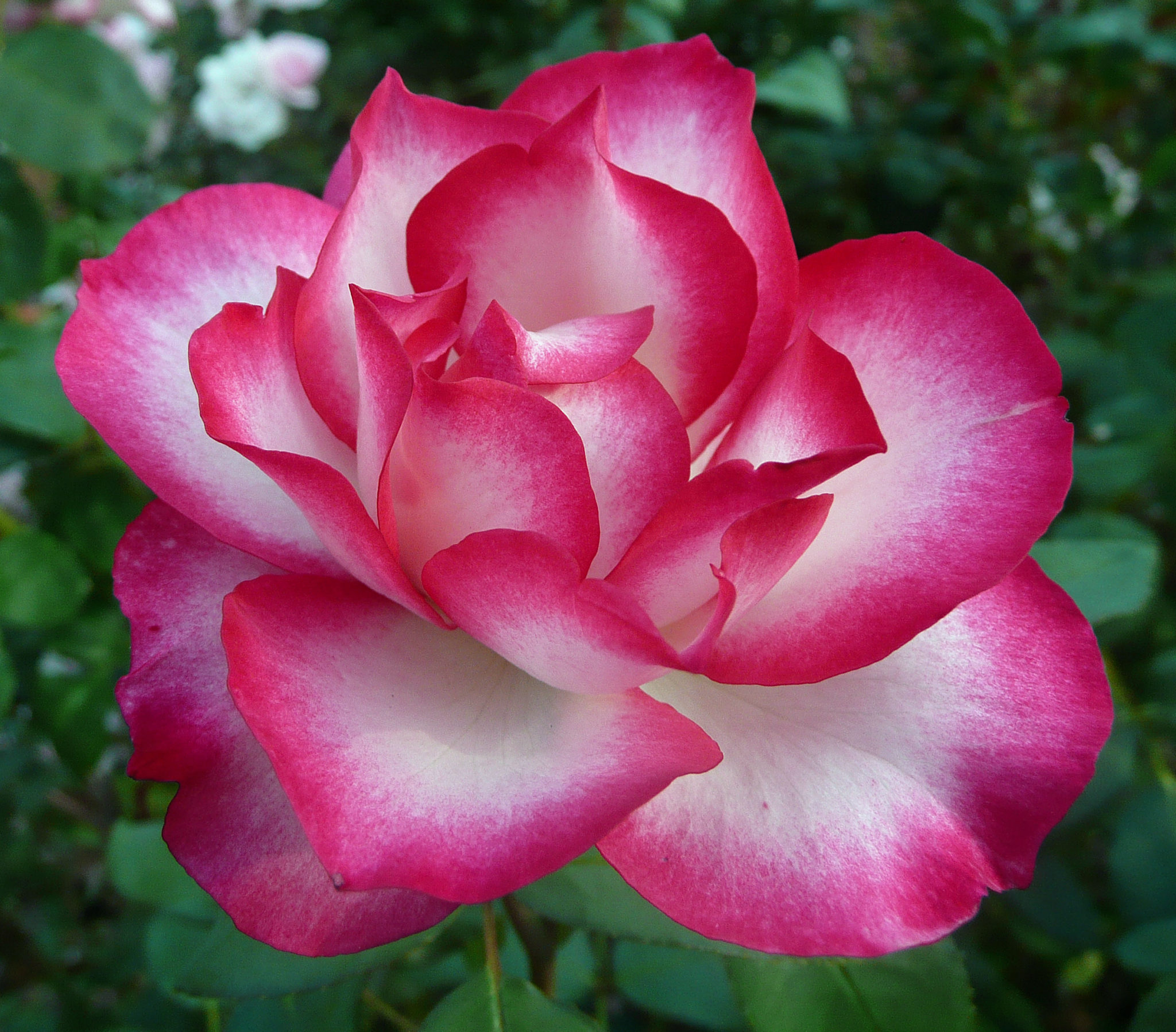 Dozens of Wonderful Multi-Colored Roses - Marin Rose Society Dozens of Wonderful Multi-Colored Roses - Marin Rose Society