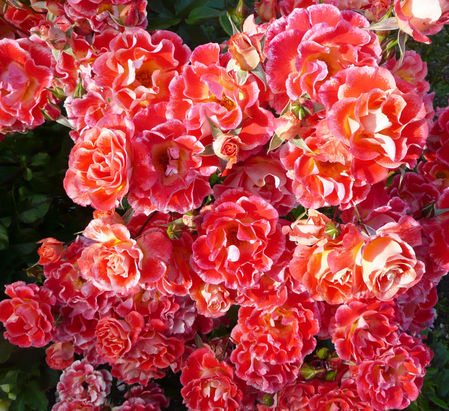 Dozens of Wonderful Multi-Colored Roses - Marin Rose Society