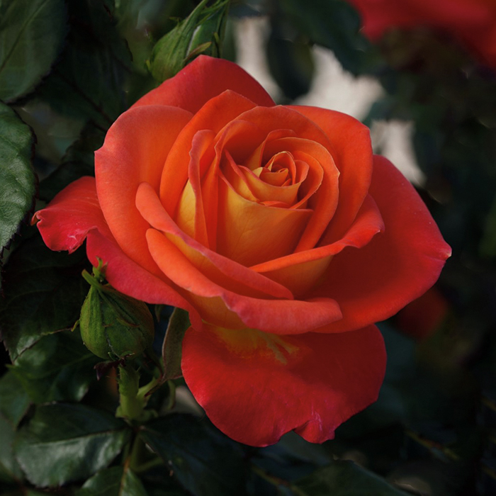 Time for New Rose Introductions! - Marin Rose Society
