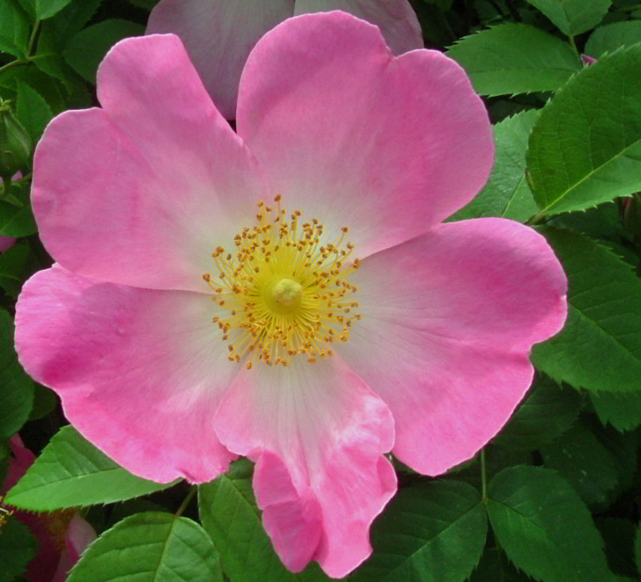 Dozens of Wonderful Single Roses - Marin Rose Society Dozens of Wonderful Single Roses - Marin Rose Society