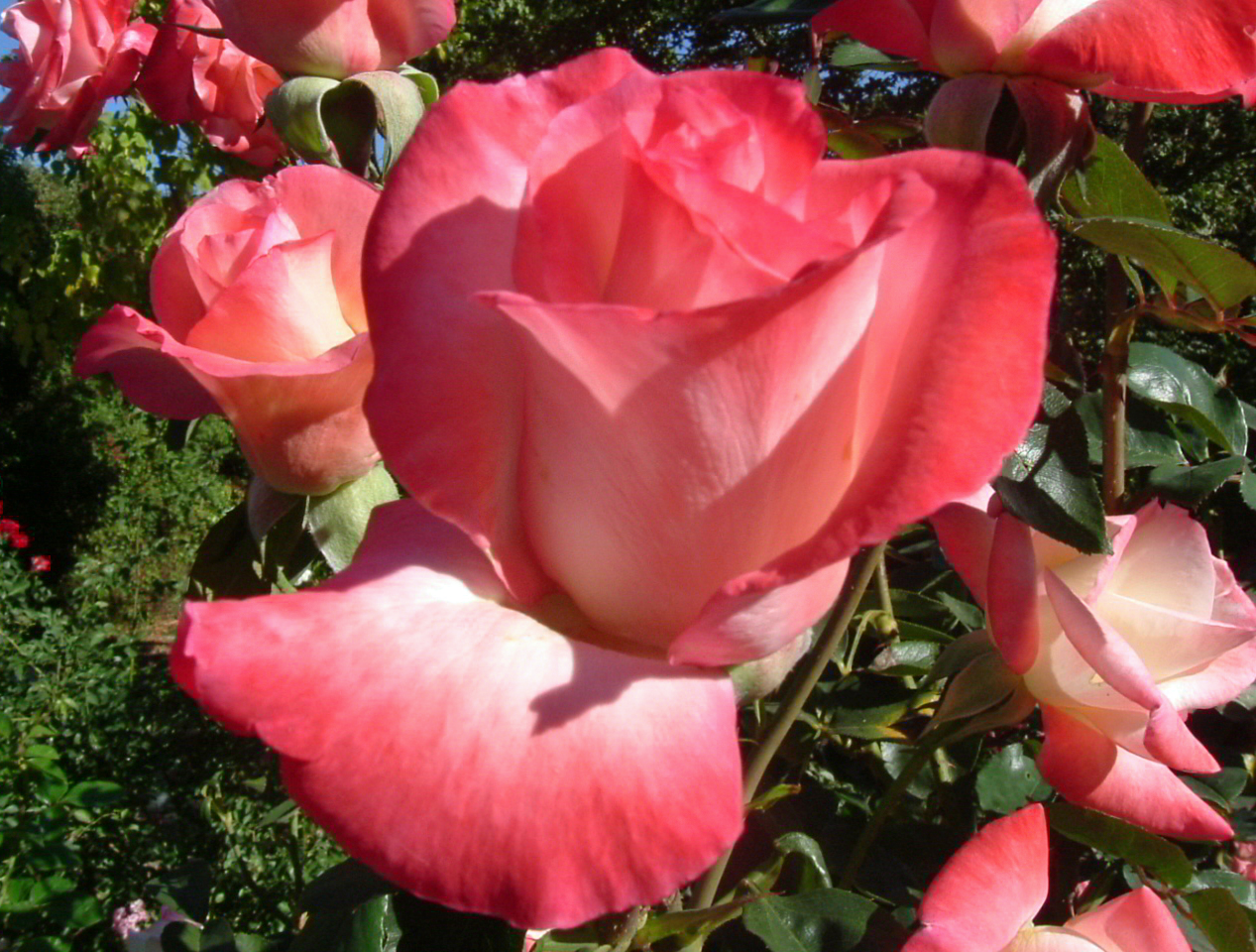 Dozens of Wonderful Multi-Colored Roses - Marin Rose Society