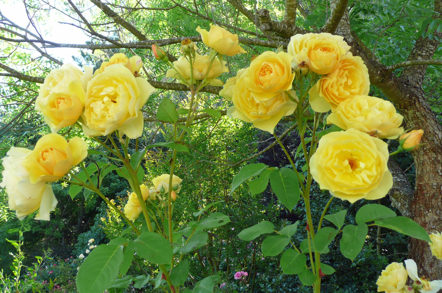 A Dozen Wonderful Yellow Roses - Marin Rose Society