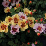 Time for New Rose Introductions! - Marin Rose Society