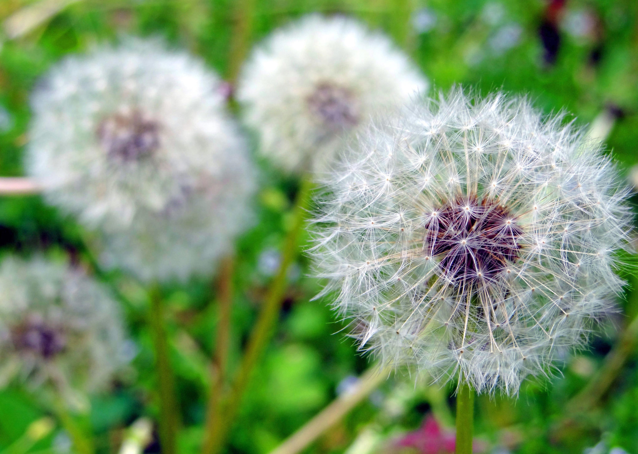 Stay Ahead of the Weeds - Marin Rose Society