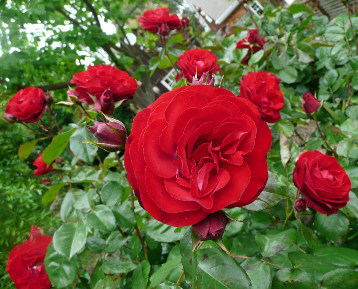 Two Dozen Wonderful Red Roses - Marin Rose Society