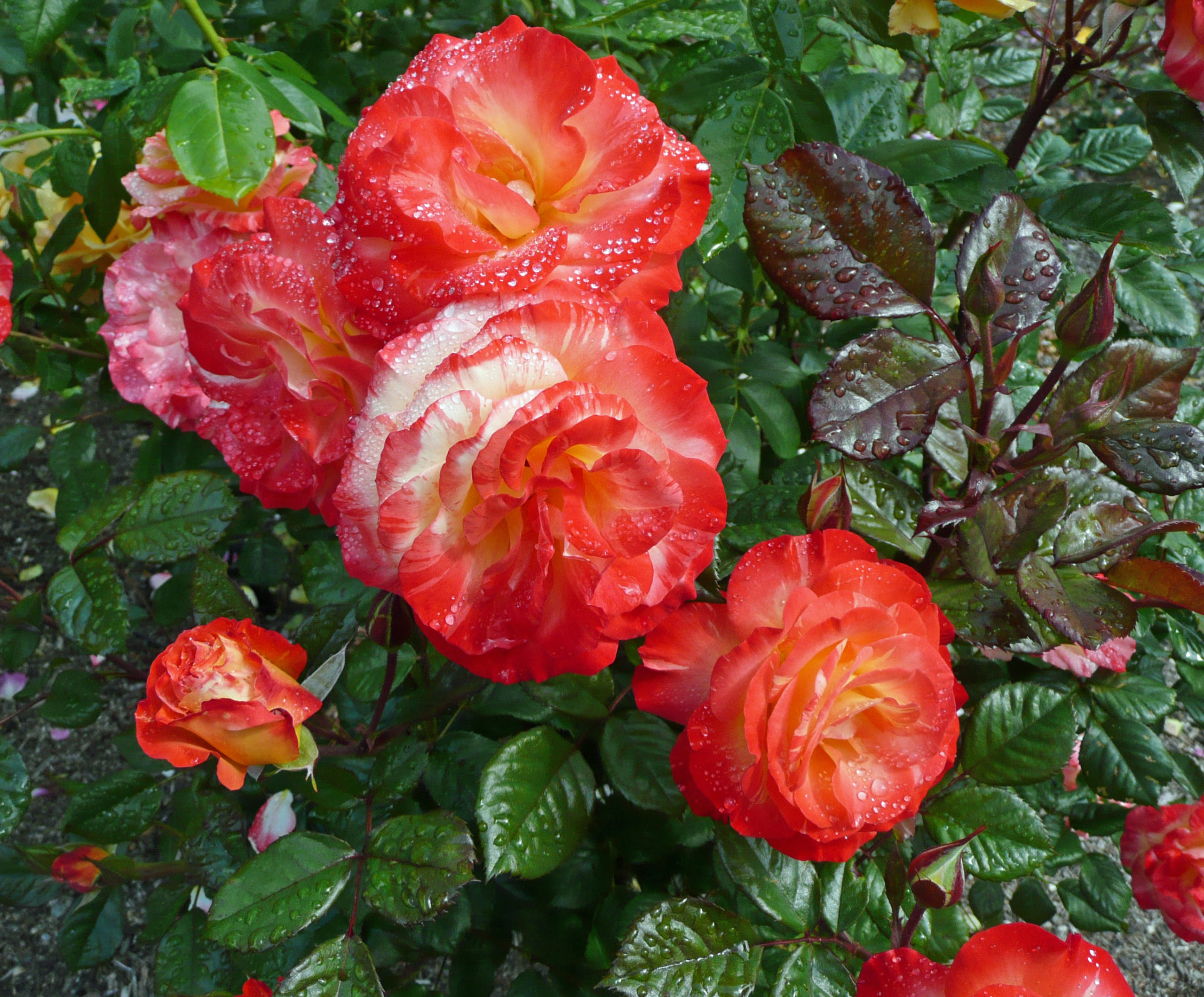 Rose Care for October - Marin Rose Society