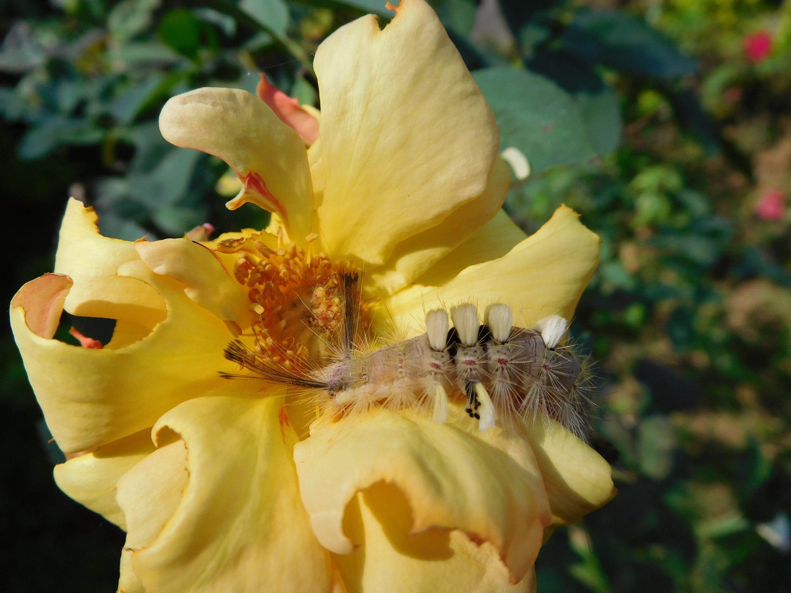 What's Bugging Your Roses? - Marin Rose Society