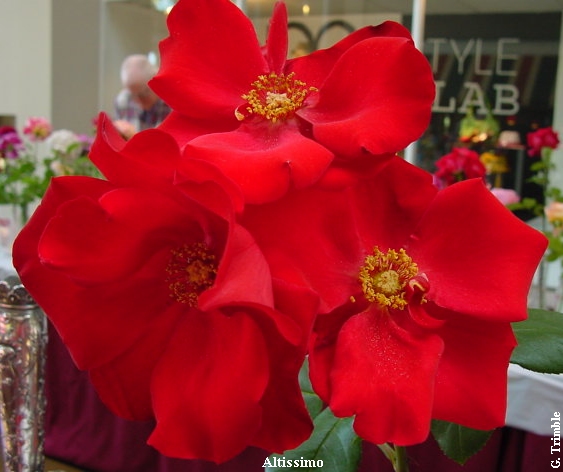 Good Red Roses for Marin - Altissimo - Marin Rose Society