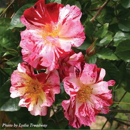 Fourth of July - Marin Rose Society