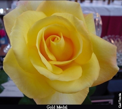 Good Yellow Roses for Marin - Gold Medal - Marin Rose Society