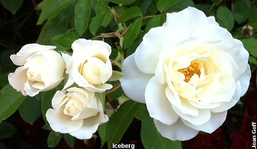 Iceberg - Marin Rose Society