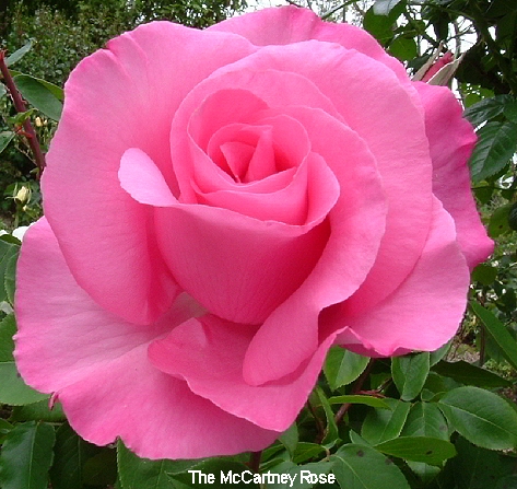 The McCartney Rose - Marin Rose Society