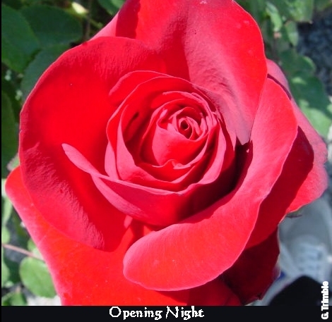 Rose Care for April - Marin Rose Society