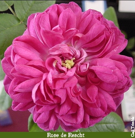 Good Pink Roses for Marin - Rose de Rescht - Marin Rose Society