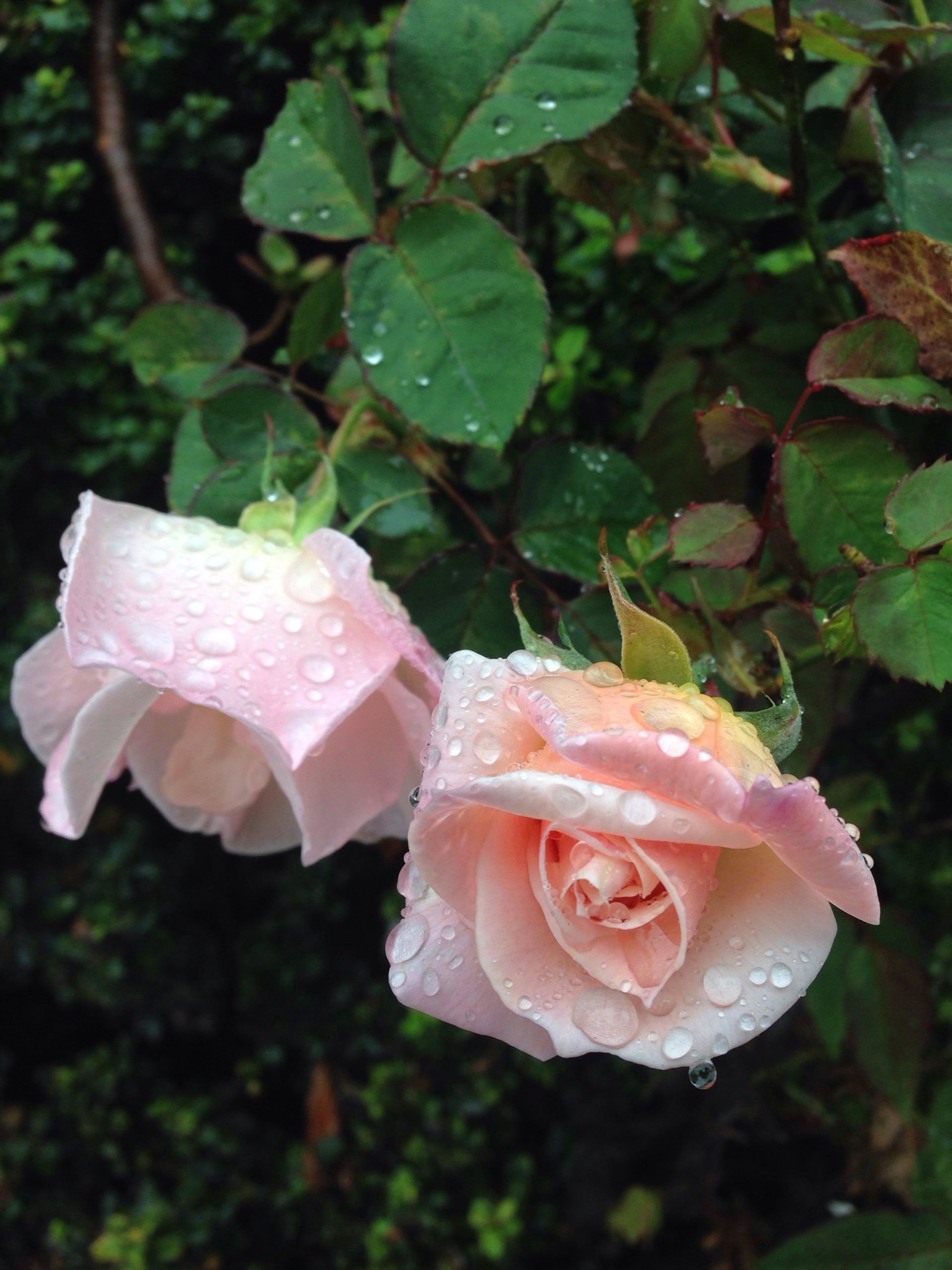 Aphids and Suckers - Marin Rose Society