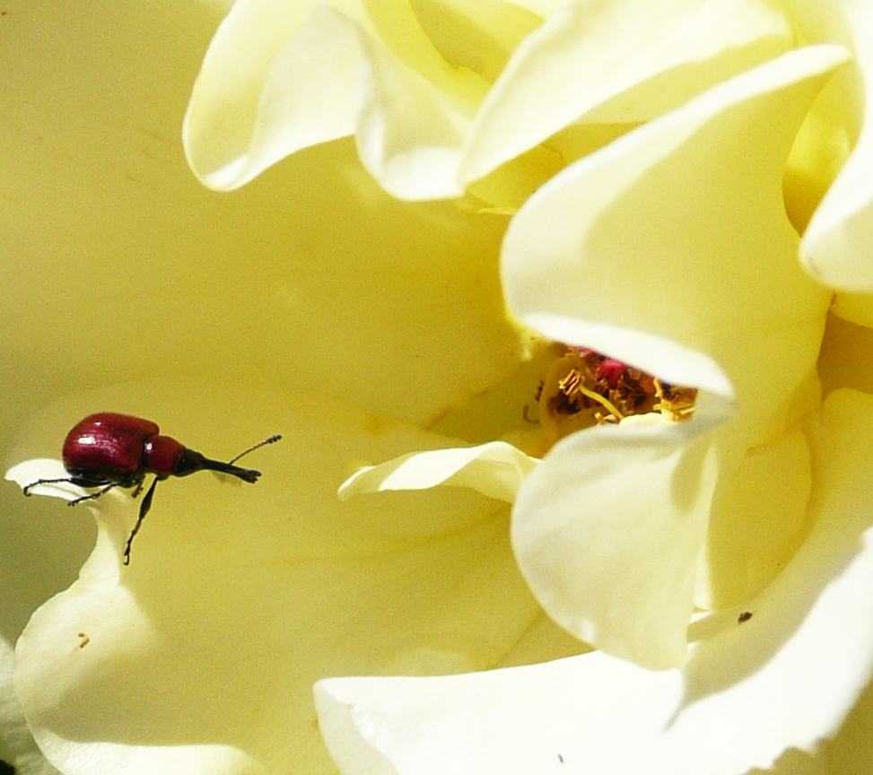 What Bug is That? - Marin Rose Society