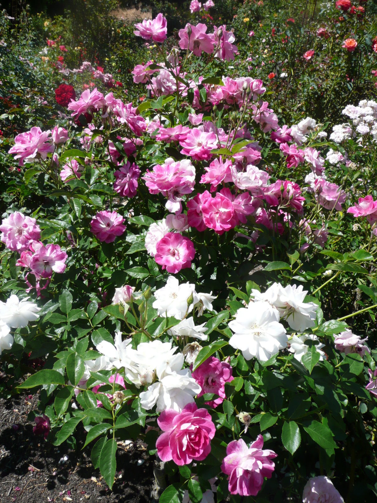 What Your Roses Really Need - Marin Rose Society