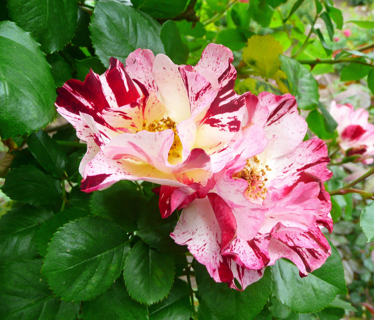 Dozens of Wonderful Multi-Colored Roses - Marin Rose Society Dozens of Wonderful Multi-Colored Roses - Marin Rose Society