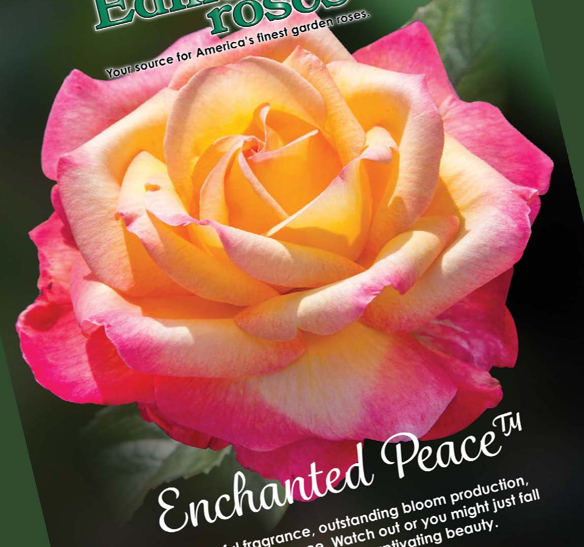 Shopping time for new roses - Marin Rose Society