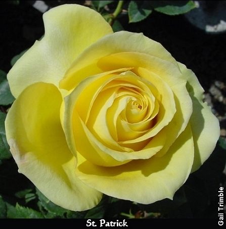 St Patrick - Marin Rose Society