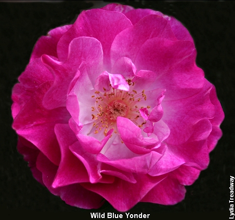 Good Mauve Roses for Marin - Wild Blue Yonder - Marin Rose Society
