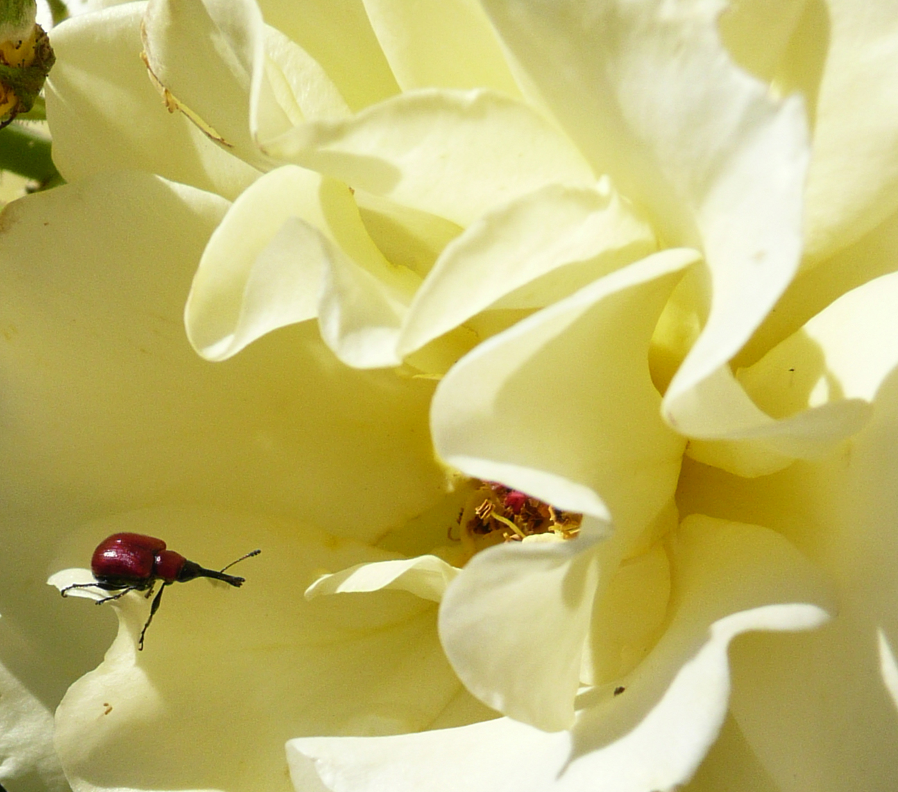 Garden Bad Guys - Rose Curculios - Marin Rose Society